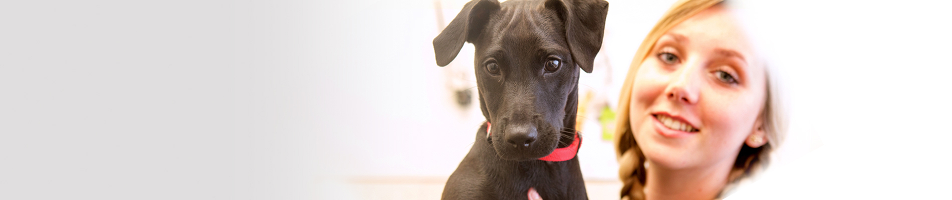 Expert Veterinary Care for Pets in Eltham | Westhorne Vets